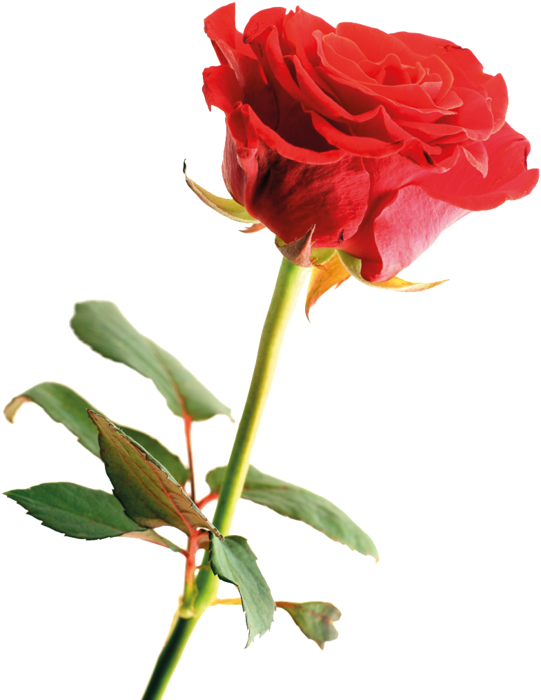 Download HD Cartoon Red Rose Png Cartoon Hand Painted Watercolor ...
