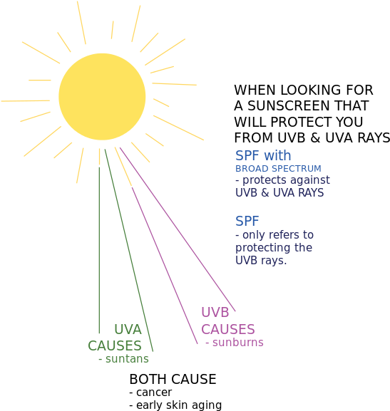 Download HD Sun Rays Diagram - Sun Transparent PNG Image - NicePNG.com