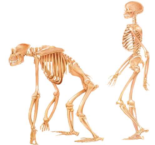 Download HD Human Walking Png Transparent PNG Image - NicePNG.com