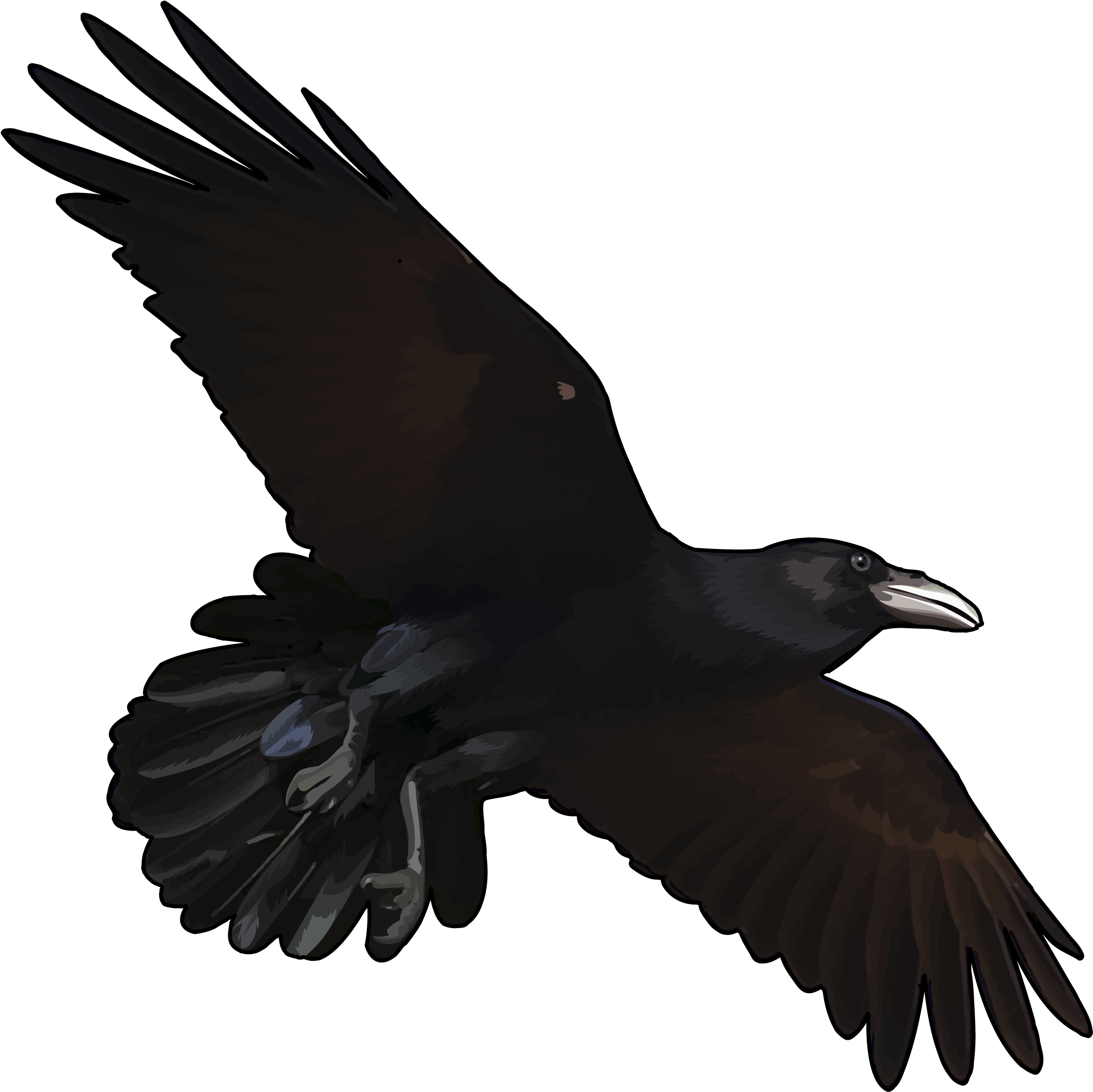 Download HD Cuervos Volando Png - Cuervo Volando Png Transparent PNG ...