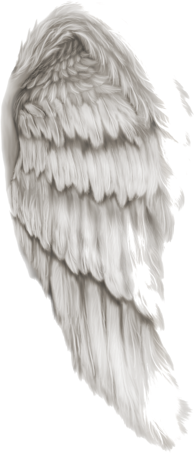 Download HD Asas - Png Asa De Anjo Transparent PNG Image - NicePNG.com