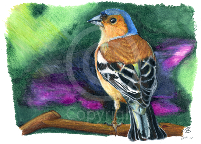 Download Chaffinch - Drawing - HD Transparent PNG - NicePNG.com