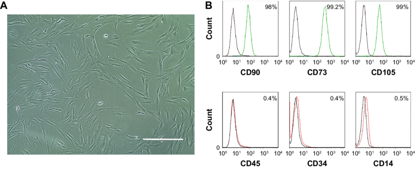 Download Magnification 10×, Scale Bar - Diagram - HD Transparent PNG ...