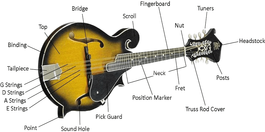 Download Mandolin Quality - Mandolin Parts - HD Transparent PNG ...