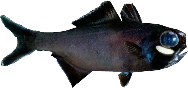 Download Splitfin Flashlight Fish - European Pollock - HD Transparent ...