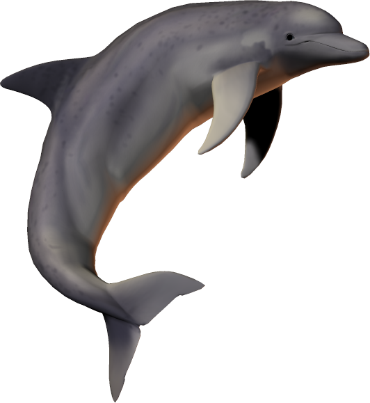 Download HD Dolphin Png,fish Png,picsartallpng - Dolphin Transparent ...