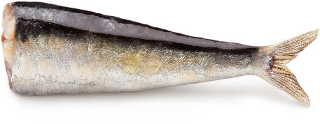 Download HD Sardine - Transparent Sardine Transparent PNG Image ...