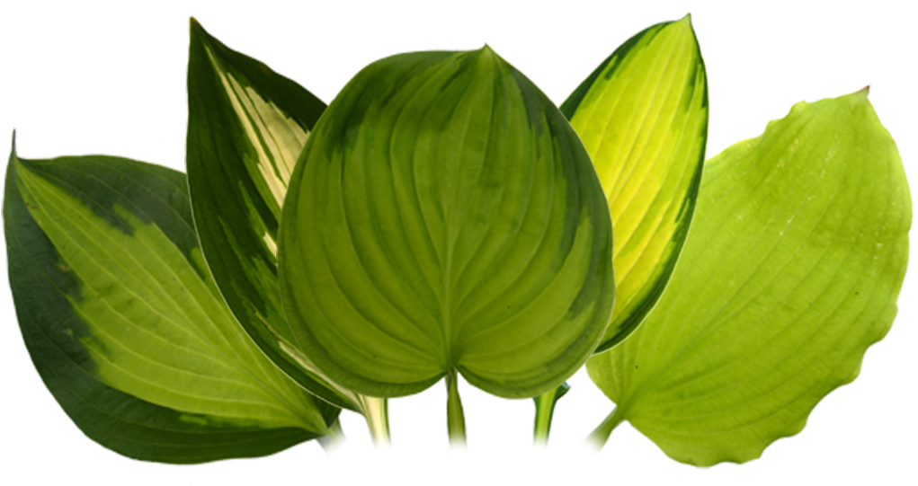 Download Hosta - - Portable Network Graphics - HD Transparent PNG ...