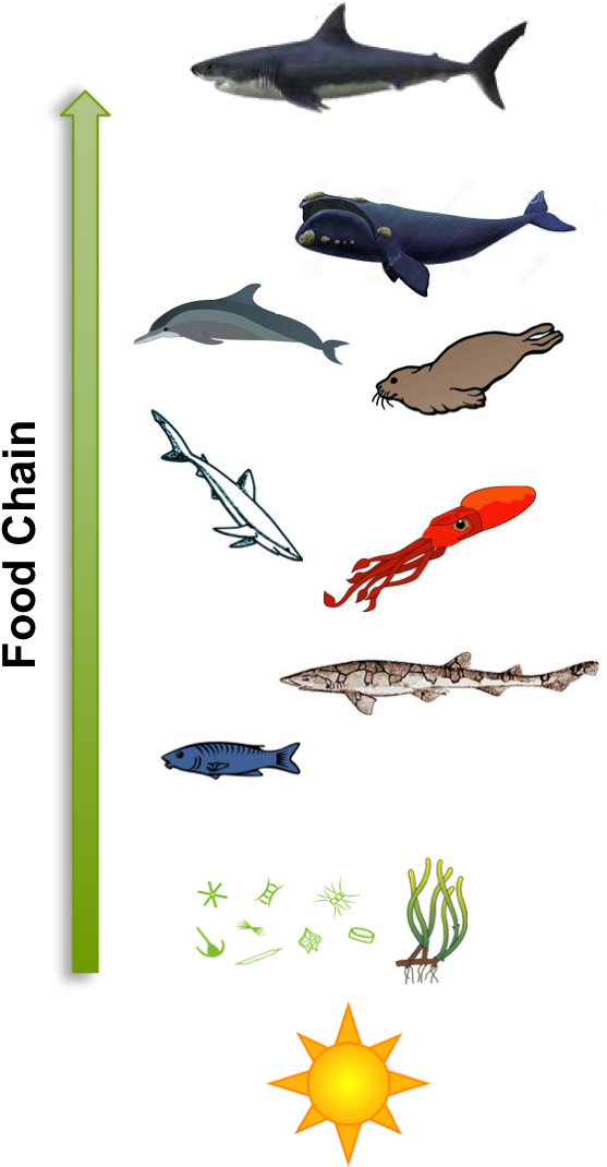 Download Basic Outline Of The Food Chain Of An Adult White Shark ...