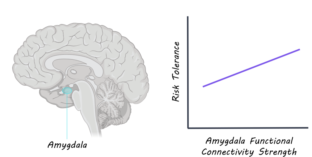Download HD Amygdala - Portable Network Graphics Transparent PNG Image ...