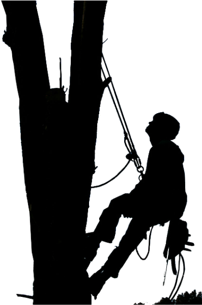 Download Climbing Vector Silhouette - Black And White Tree Trimming ...