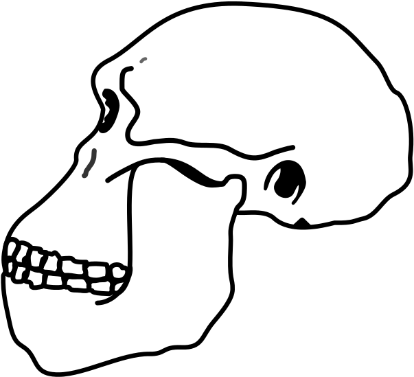 Download Australopithecus Skull - Wikimedia Commons - HD Transparent ...