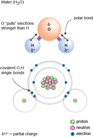 Download Hydrogen Bonds - Polarization Of Water - HD Transparent PNG ...