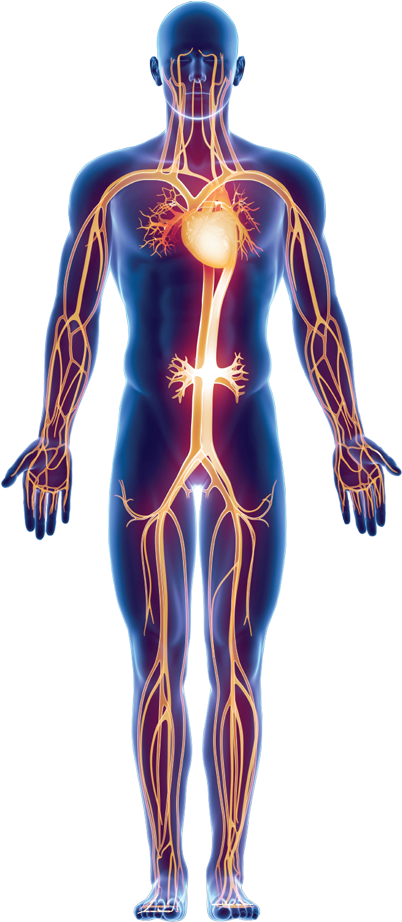 Download Explore More - Medical Terminology From Head To Toe [book ...