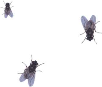 Download Png - House Fly On Screen - HD Transparent PNG - NicePNG.com