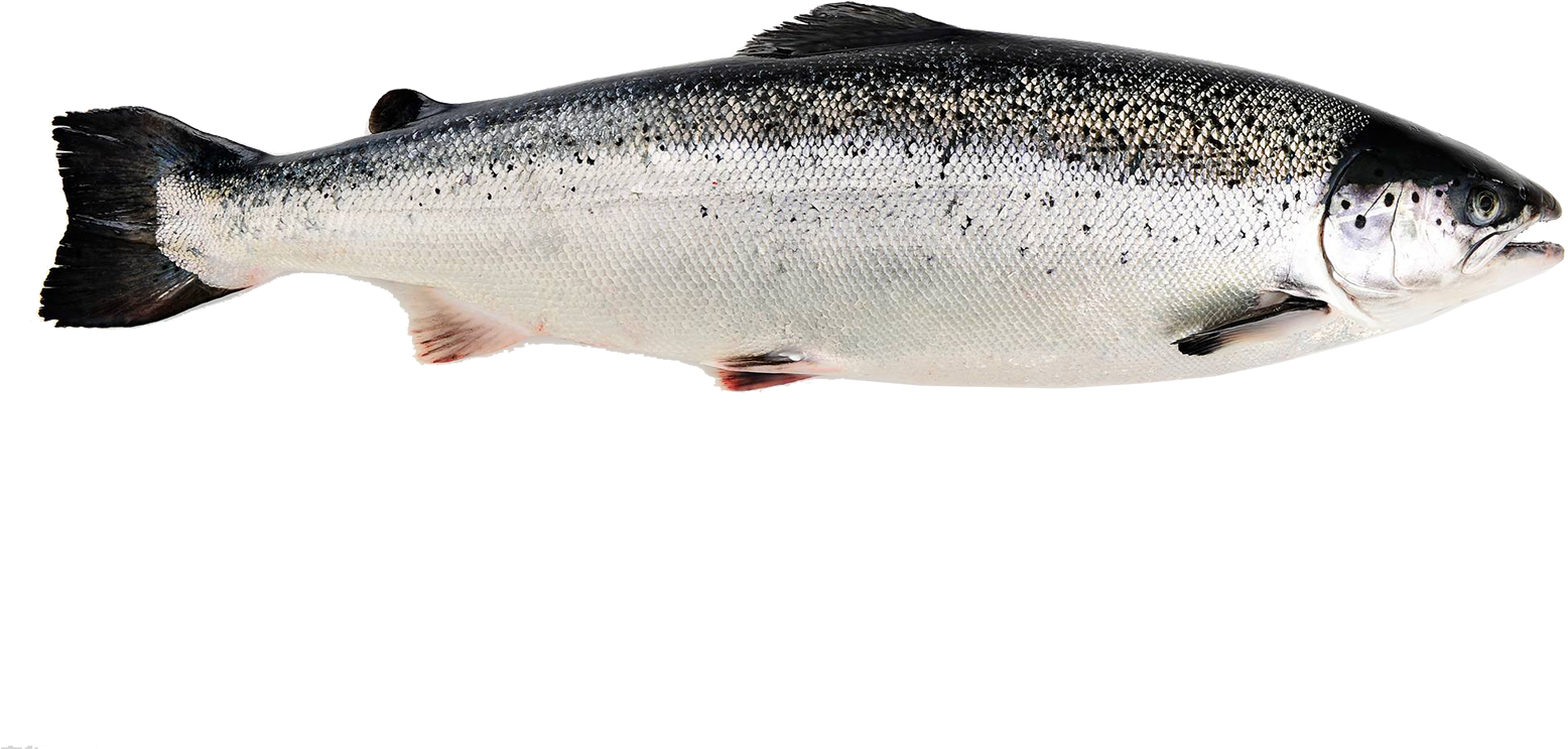 Download HD Salmon Png Transparent PNG Image - NicePNG.com
