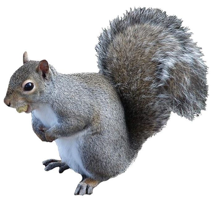Download Squirrel Png High-quality Image - Squirrel Png - HD ...
