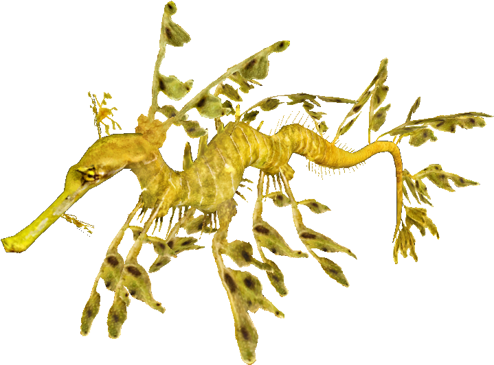 Leafy Sea Dragon Clipart Public