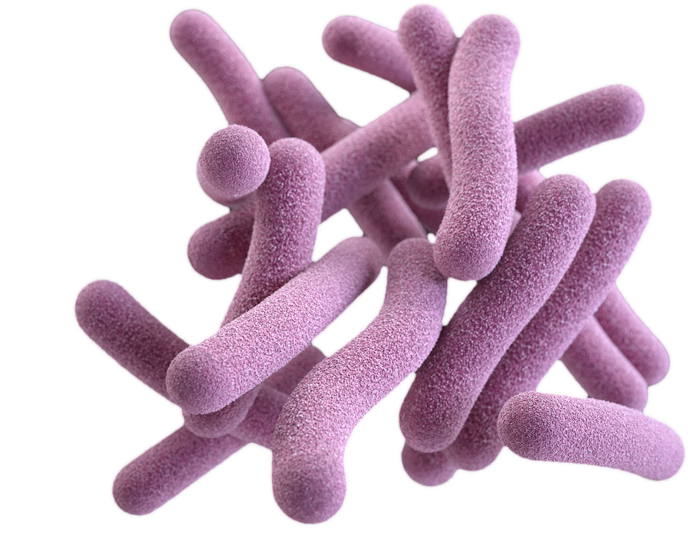 Download Mycobacterium Tuberculosis Bacteria Png - HD Transparent PNG ...