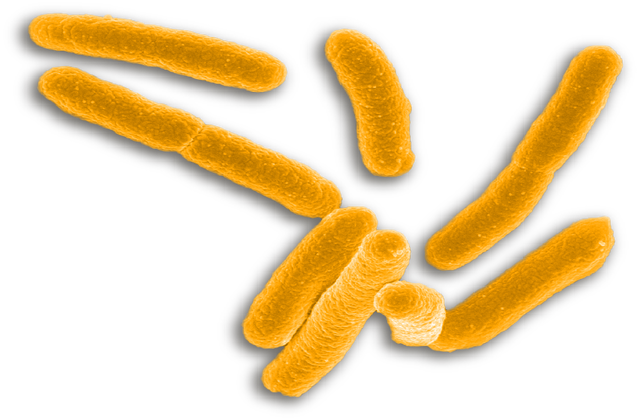 Download “syphilis Can Have Very Serious Complications When - Gonorrhea ...
