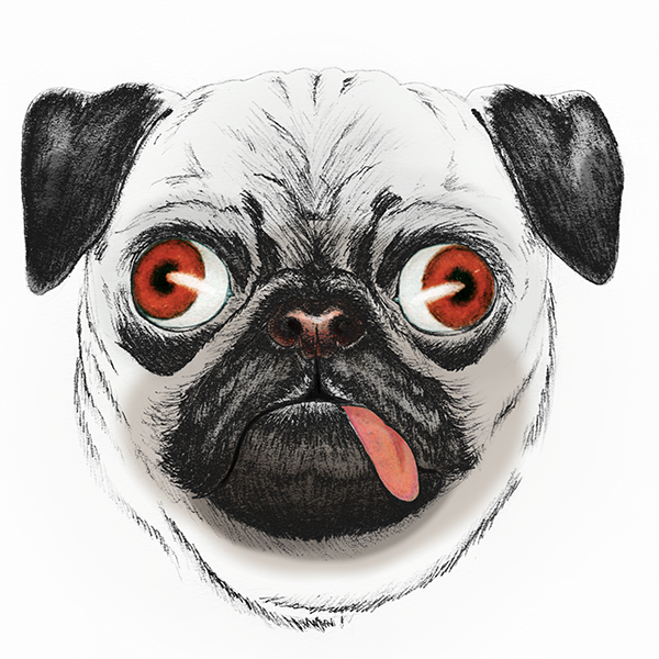 Download Pug Face On Behance - Drawing - HD Transparent PNG - NicePNG.com
