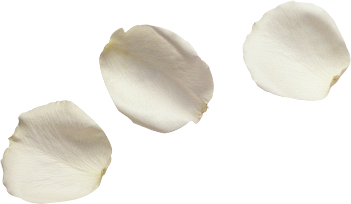 Download HD White Flower Petals - White Rose Petals Png Transparent PNG ...