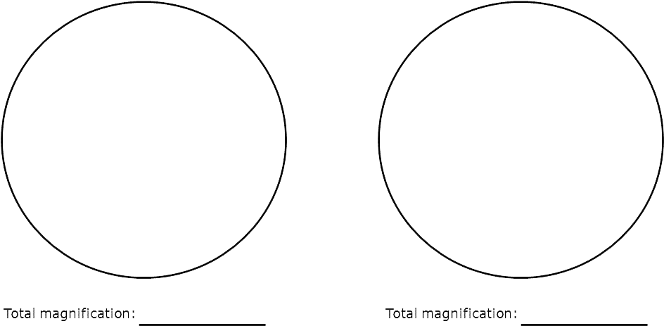Download Two-circles - Circle - HD Transparent PNG - NicePNG.com