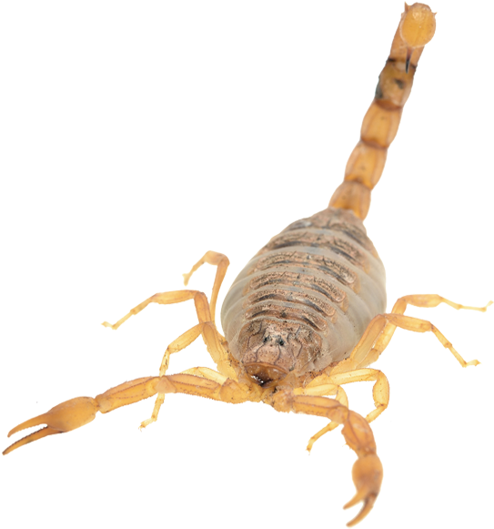 Download Scorpion Tips - Transparent Scorpion - HD Transparent PNG ...
