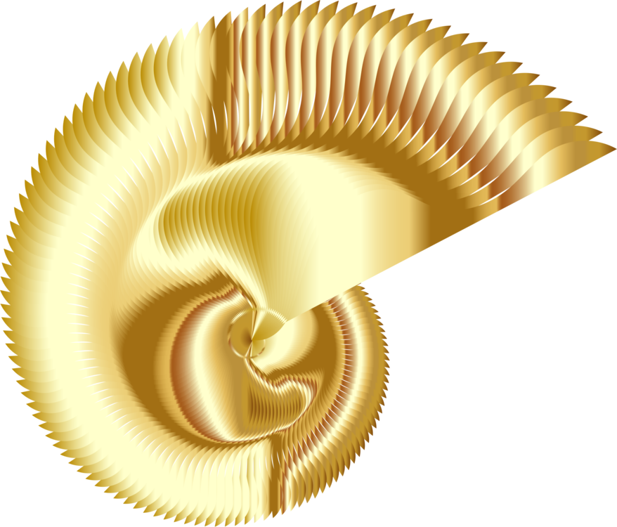 Download HD Nautilidae Abstract Differential Geometry Computer ...