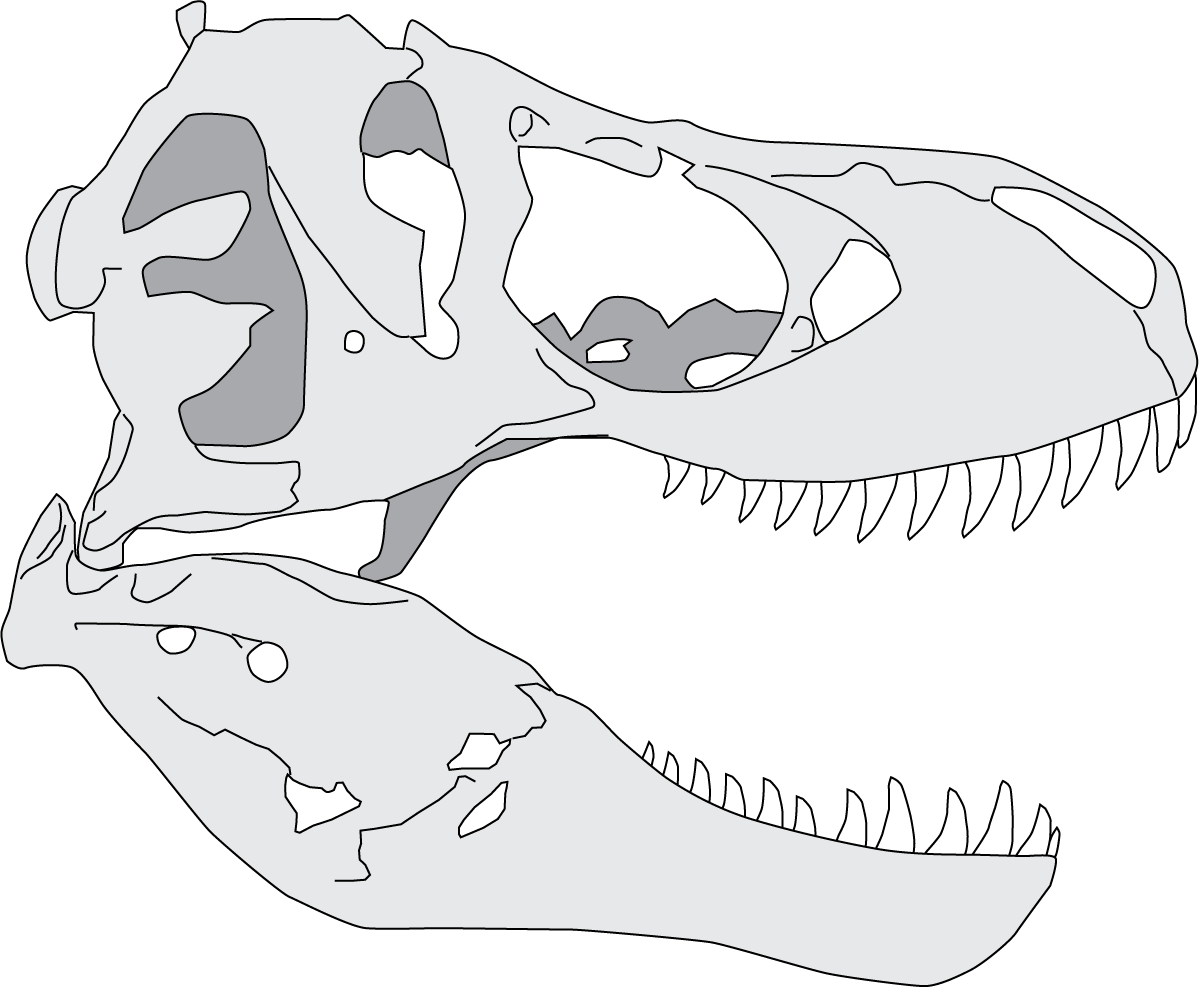 Download T Rex Teeth Drawing - T Rex Skull Simple Drawing - HD ...