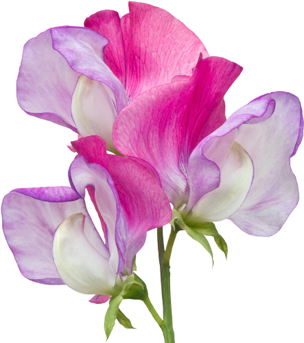 Download HD Flower Transparent Sweet Pea - Single Sweet Pea Flower ...