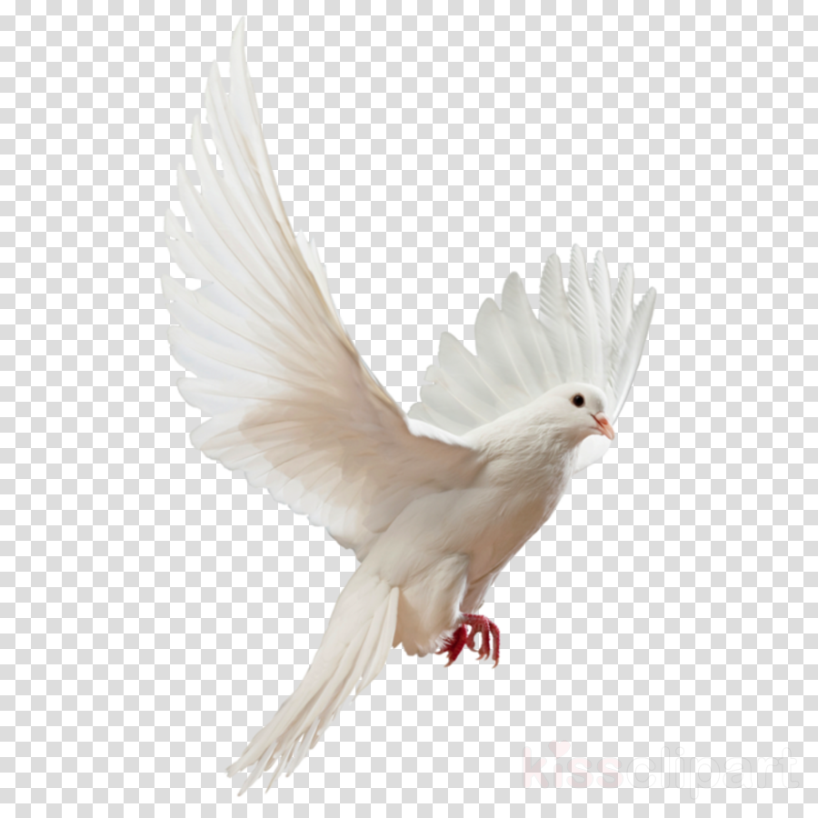 Download Clipart Resolution 800*1061 - White Dove Png - HD Transparent ...
