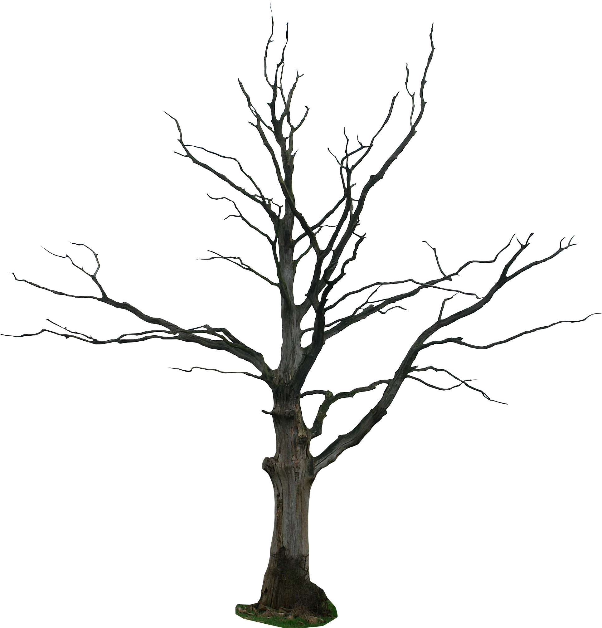 Download Dead-tree Cartoon Clipart - Dead Tree Drawing - HD Transparent ...
