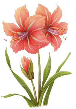 Download Jpg Transparent Flowers Painting Transprent Png - Amaryllis ...