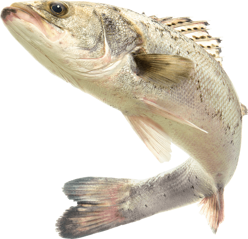 Download Free Png Fish Png Images Transparent - Jawless Animals - HD ...