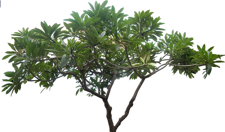 Download 20 Free Tree Png Images - High Resolution Trees Png - HD ...