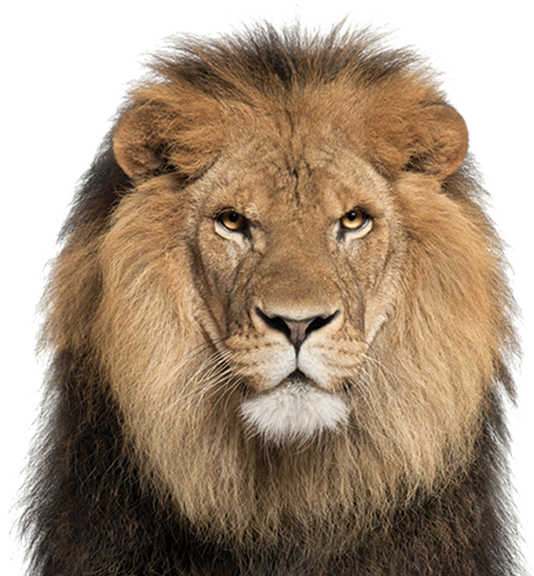 Download HD African Lion - Lion Face White Background Transparent PNG ...