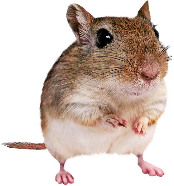 Download HD Gerbil Photosymbols - Mouse Transparent PNG Image - NicePNG.com