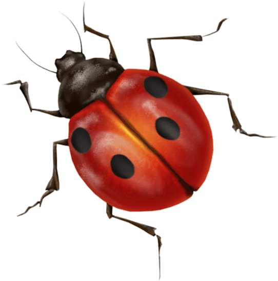 Download HD Ladybug - Insects With No Background Transparent PNG Image ...