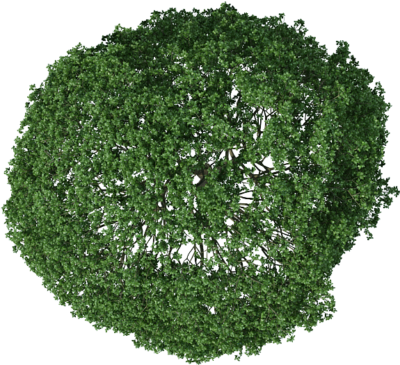 Download Trees Plan View Png Black And White - Tree In Plan Png - HD ...