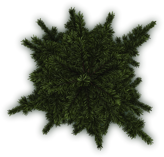 Download Tree Plan Texture Png - Spruce-pine-fir - HD Transparent PNG ...