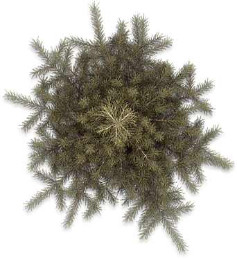 Download Pine Tree Top View Png - Pine - HD Transparent PNG - NicePNG.com