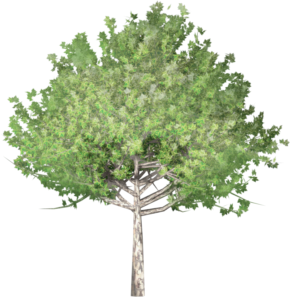 Download Platane - Tree Png - HD Transparent PNG - NicePNG.com
