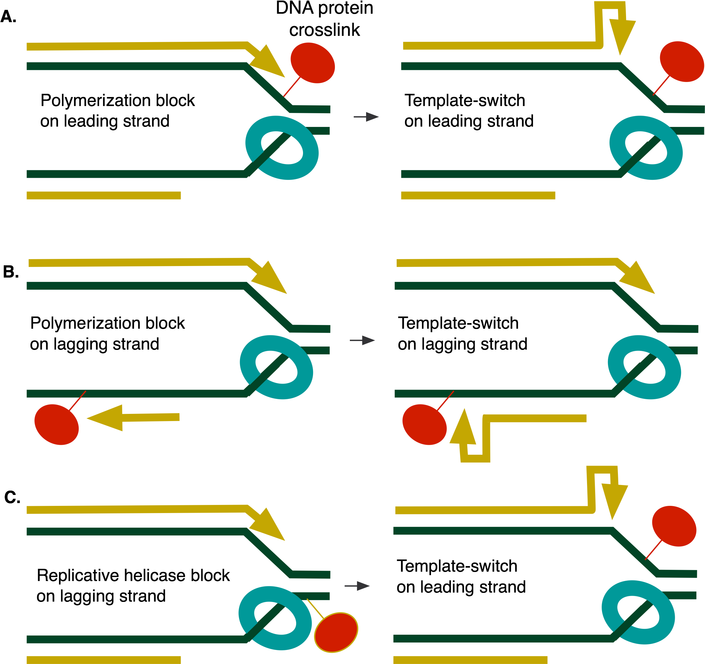 Download Dna Replication - Diagram - HD Transparent PNG - NicePNG.com