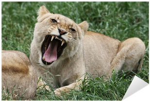 Download Angry Lioness With Open Mouth Baring Her Fangs Sticker - Angry ...