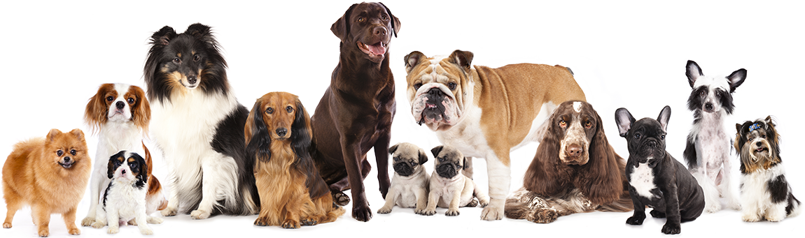 Download We Accept All Breeds - Group Of Dogs - HD Transparent PNG ...