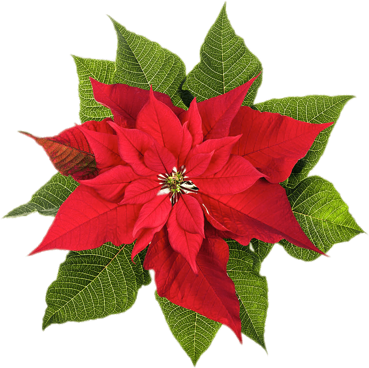 Download HD Download - Flower Top View Png Transparent PNG Image ...