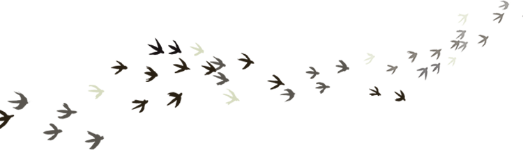 Download HD Flock Transparent PNG Image - NicePNG.com