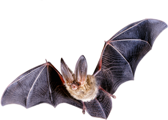 Download Bat Png Transparent Bat - Northern Long Eared Bat Png - HD ...