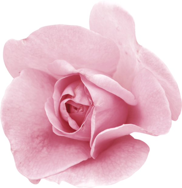 Download Fleurs Roses Png - Garden Roses - HD Transparent PNG - NicePNG.com